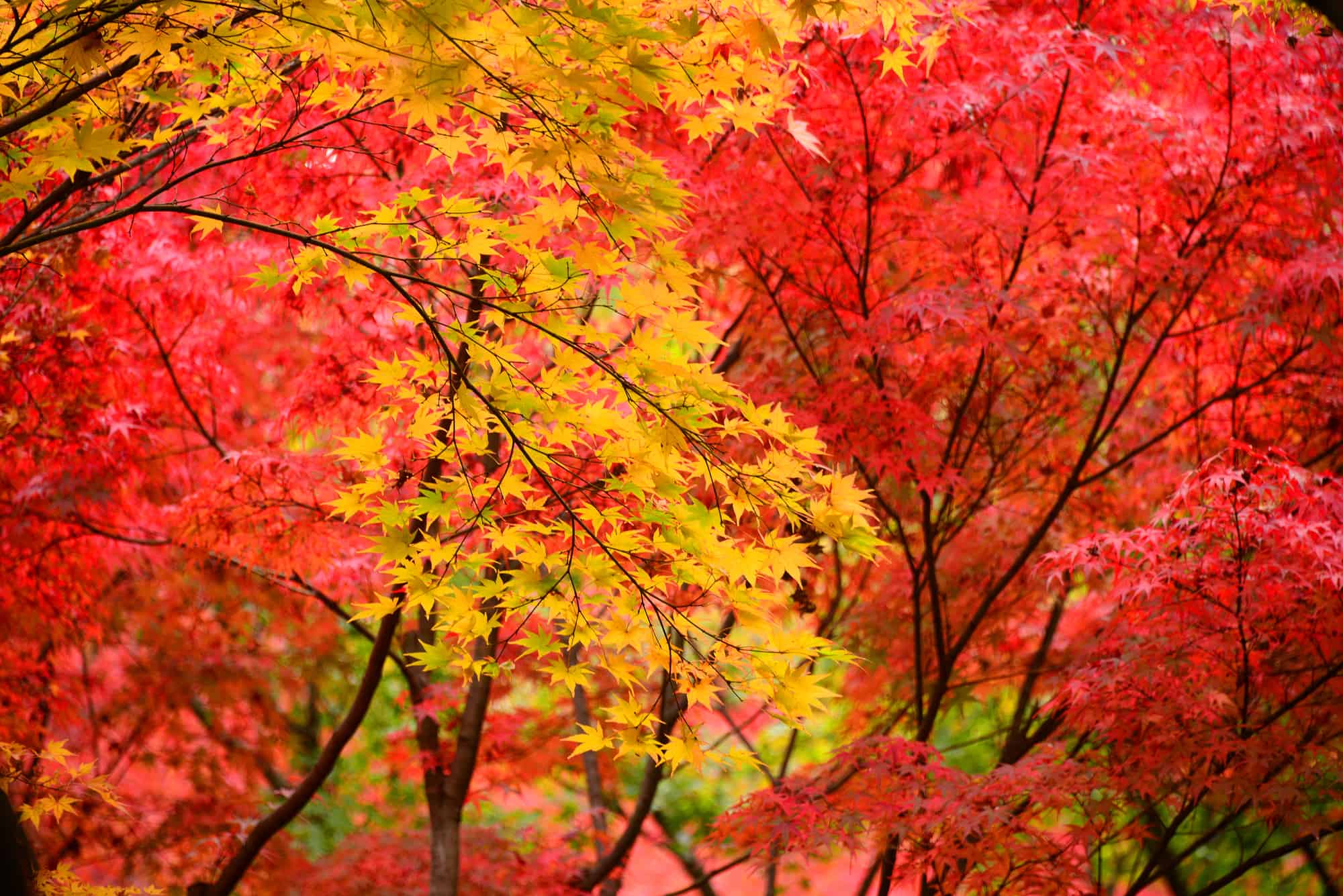 Minoh Park: Osaka’s Own Quasi-National Park - The True Japan