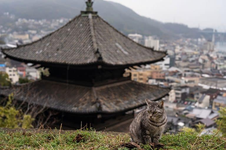 How to Say Cat in Japanese and A Complete Guide to Cats in Japan