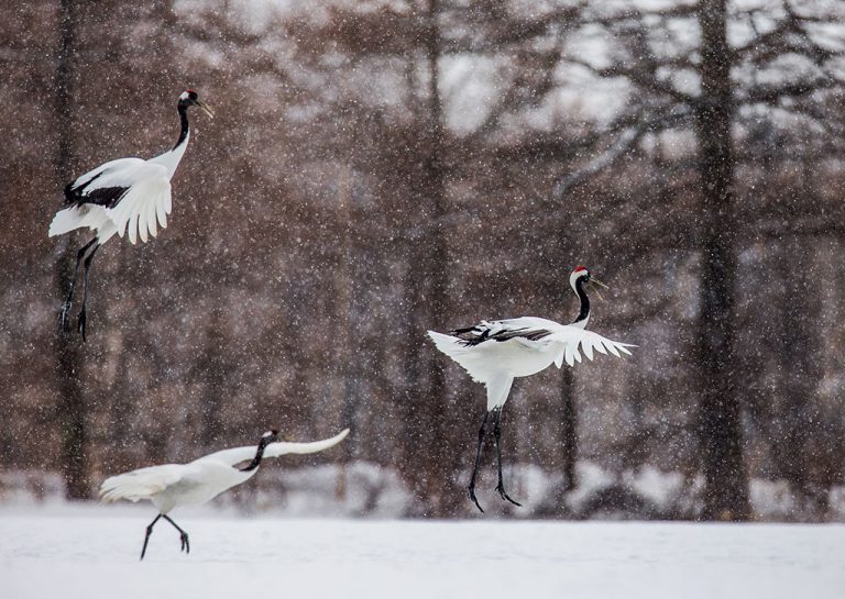How to Say Snow in Japanese and More: Japanese Winter Words