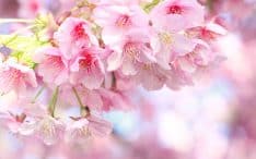 The Beki Form in Japanese: Saying Should and Should Not