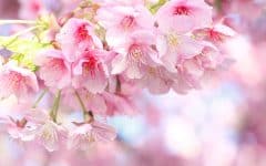 The Zu Form in Japanese: How to Master It in Minutes
